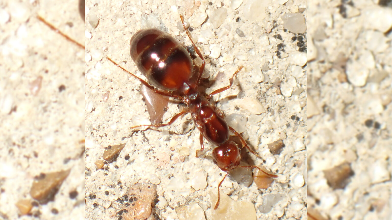 Why Are Fire Ants A Problem In QLD? | Getting Rid Of Fire Ants ...